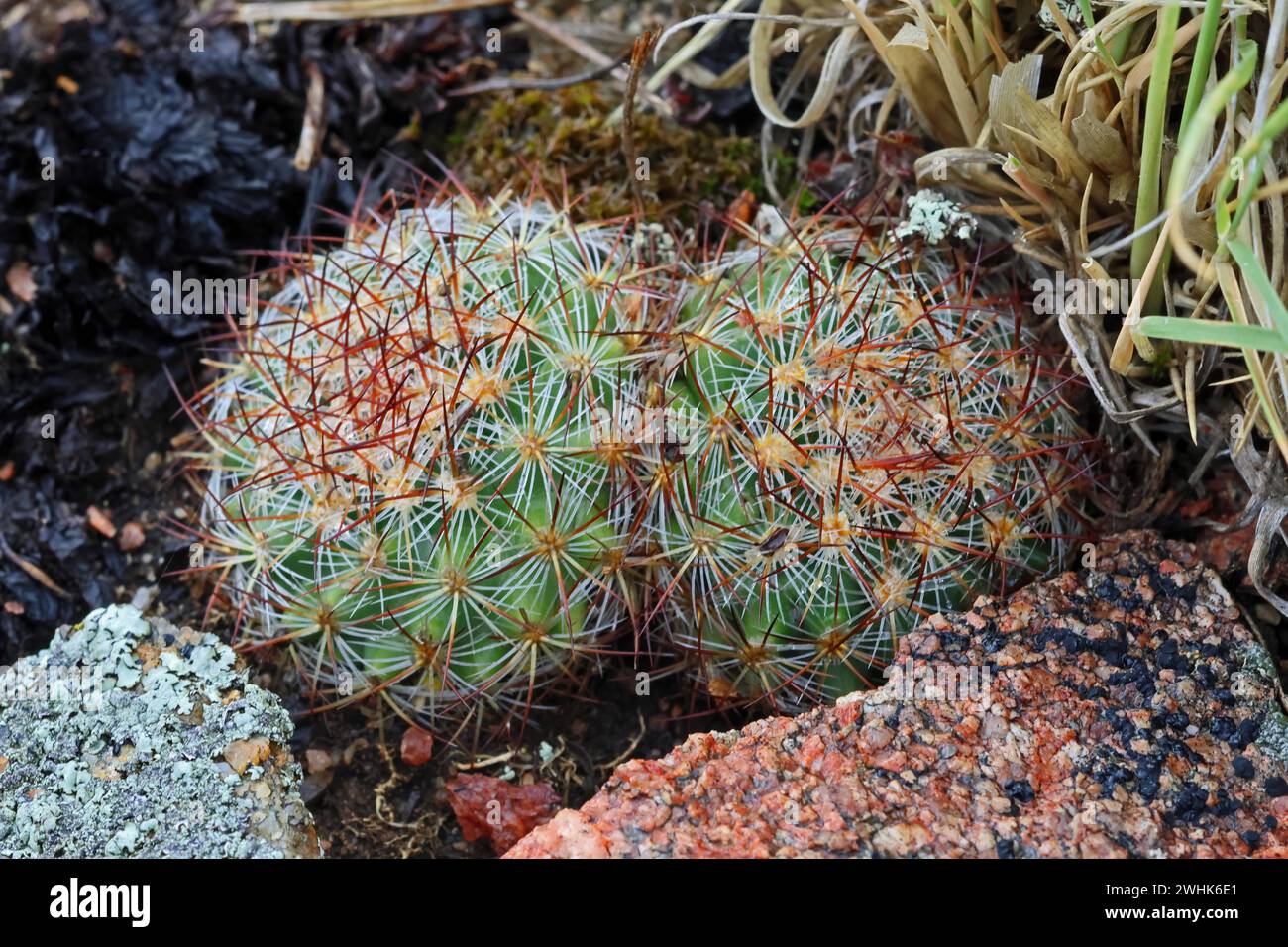 Pediocactus hi-res stock photography and images - Alamy