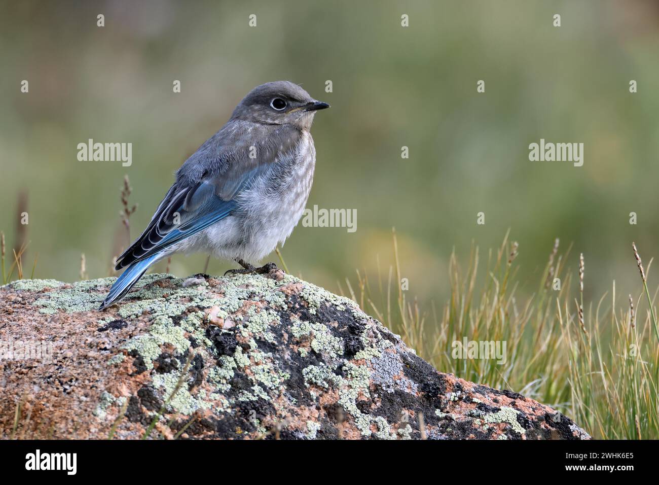 Mountain bluebird, USA Stock Photo - Alamy