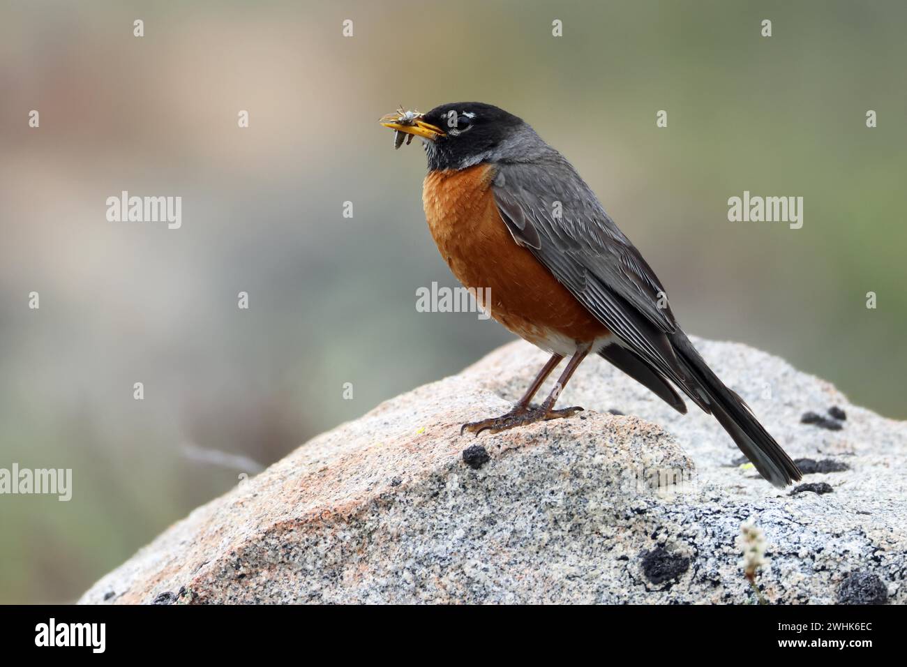 North american thrush hi-res stock photography and images - Alamy