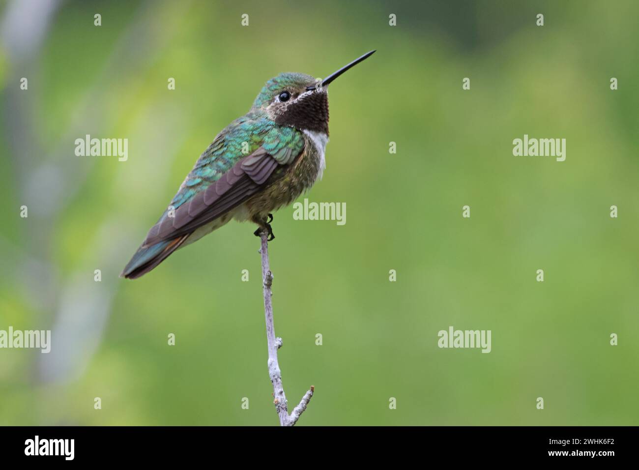 Hummingbird usa hi-res stock photography and images - Alamy
