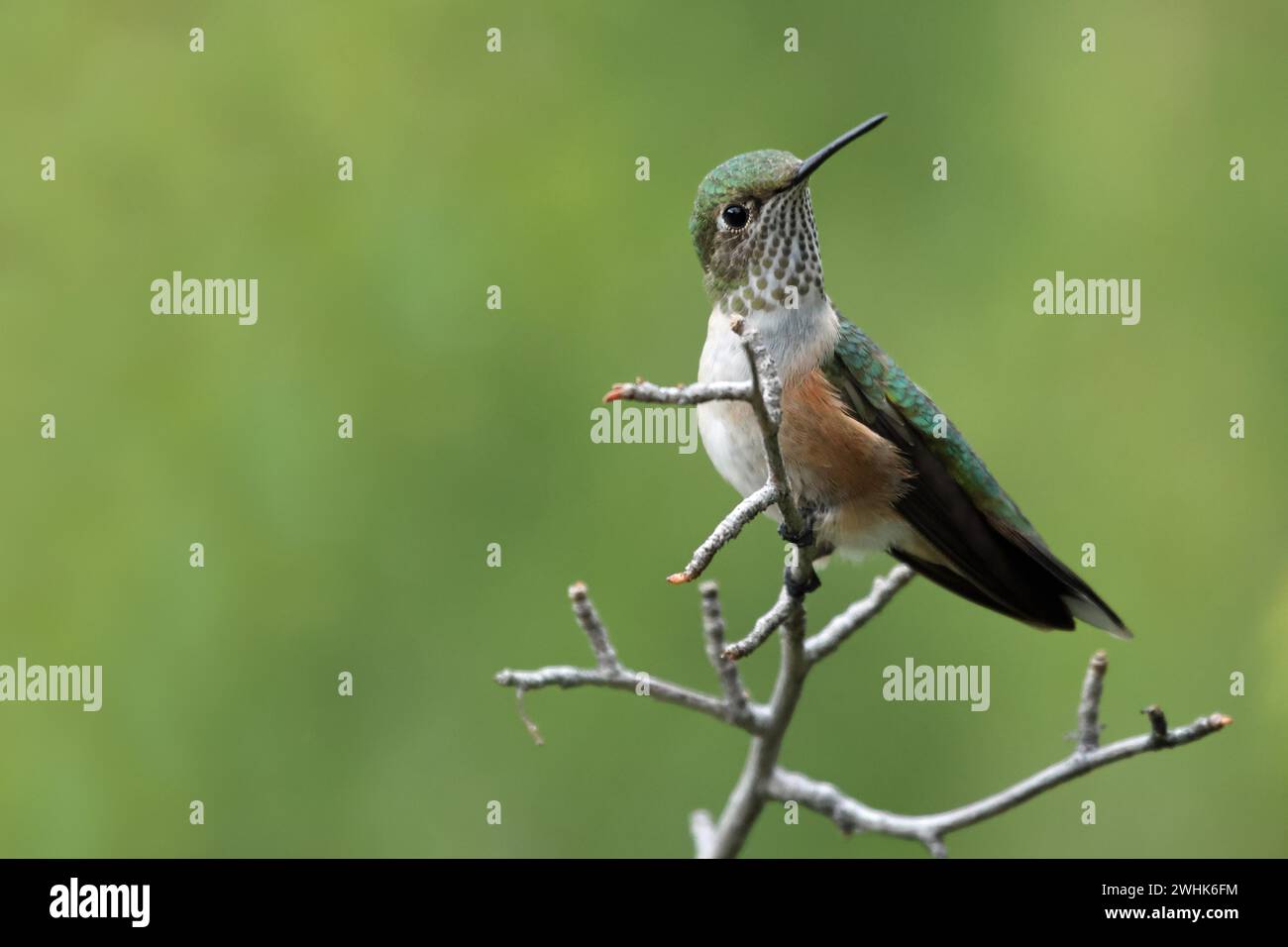 Broad-tailed hummingbird, USA Stock Photo - Alamy