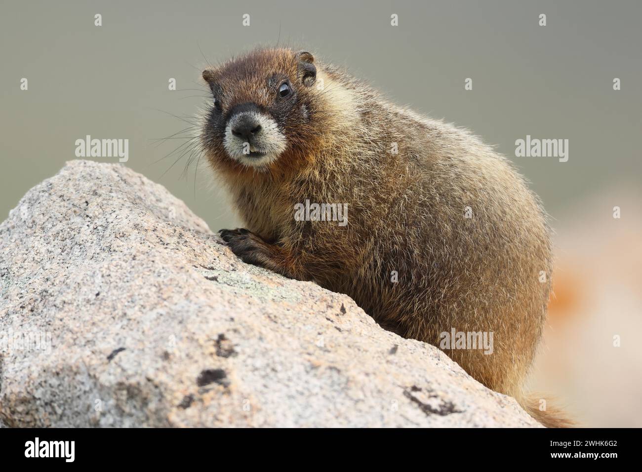 North american marmot hi-res stock photography and images - Alamy