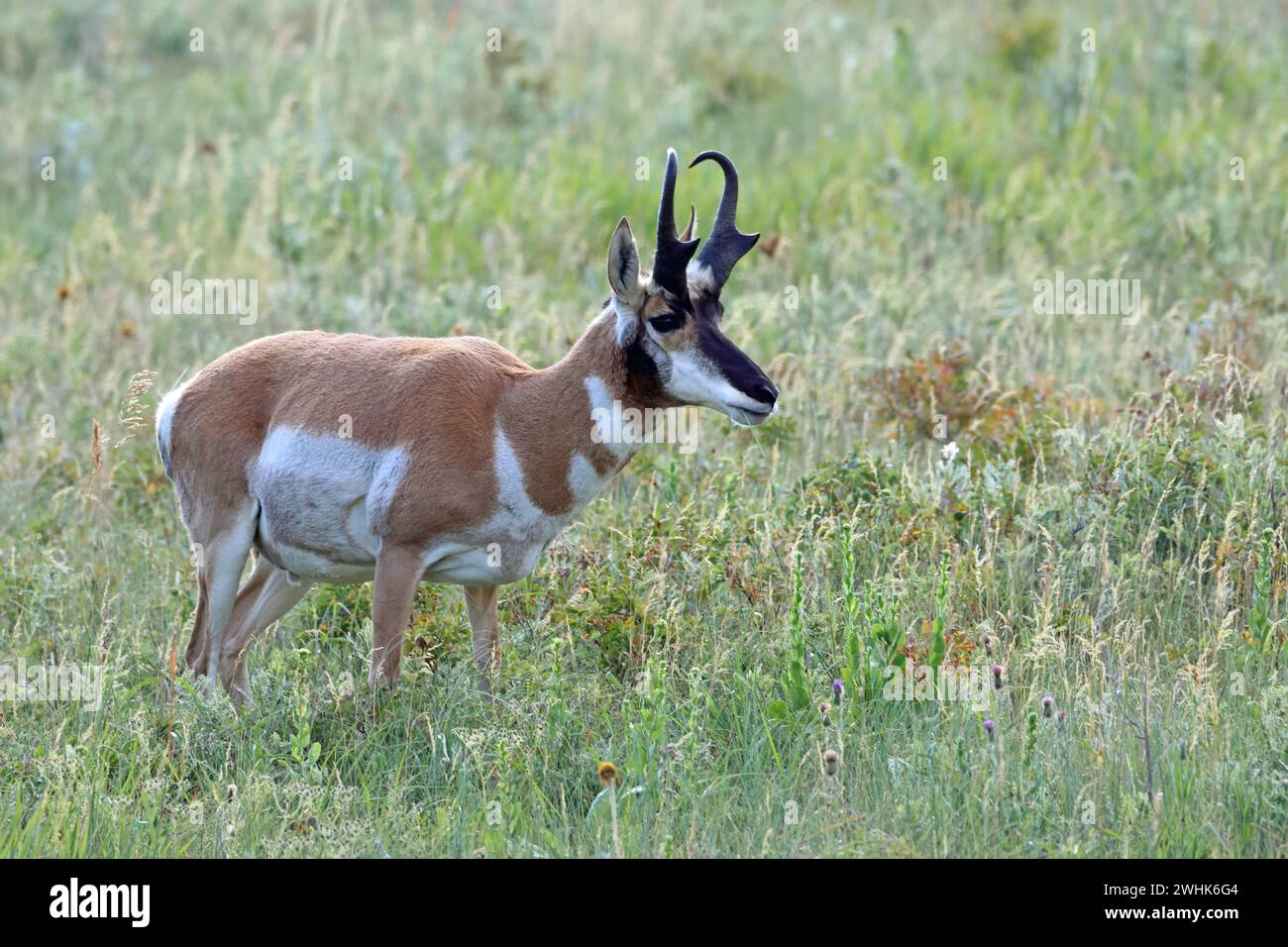 North american antelope hi-res stock photography and images - Alamy