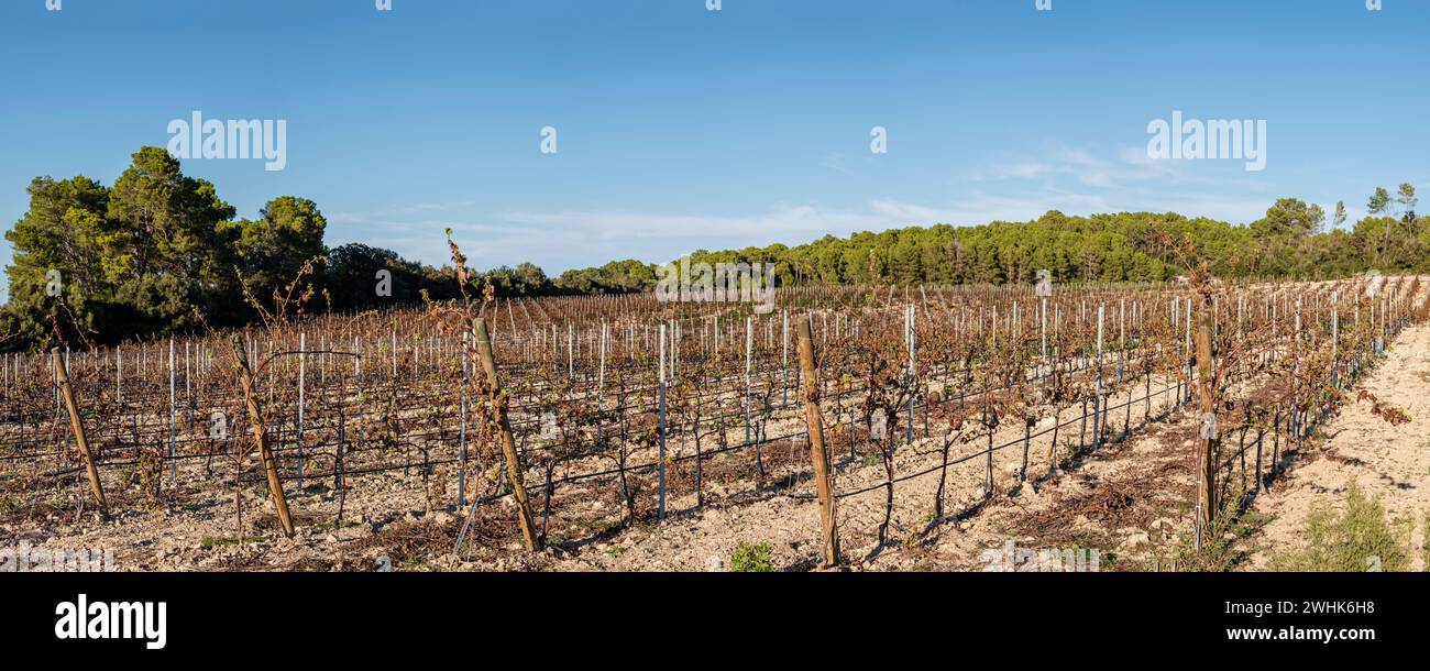 Field vitis vinifera vinifera hi-res stock photography and images - Alamy