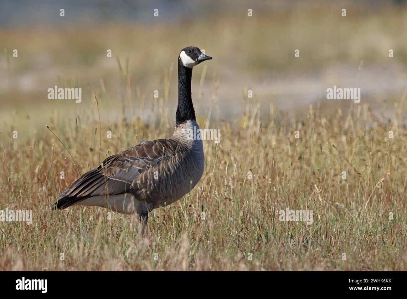 North american geese hi-res stock photography and images - Alamy