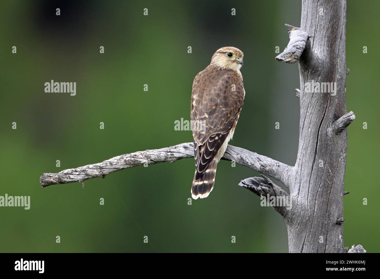 Merlin falcons hi-res stock photography and images - Alamy