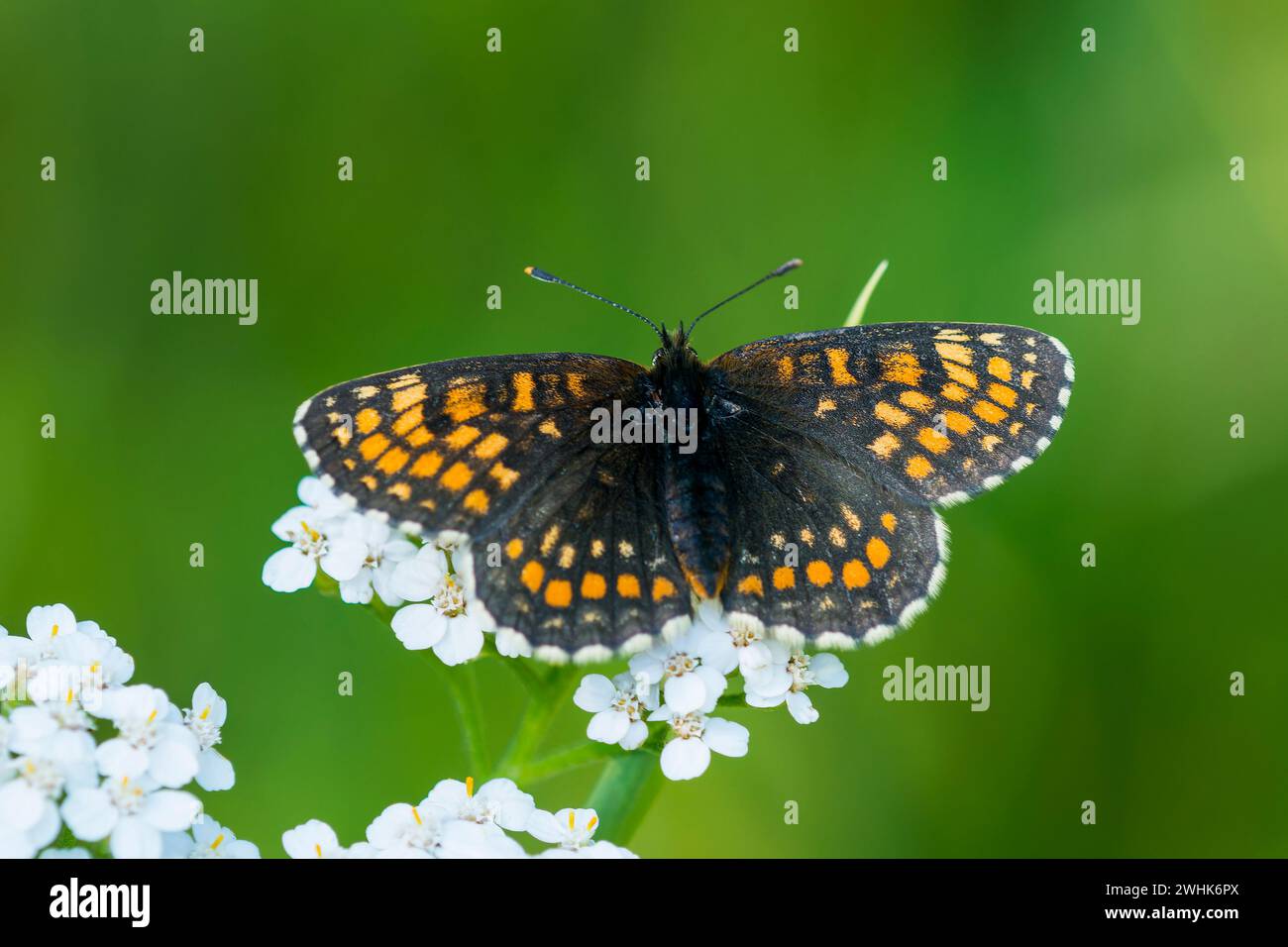 Dunkle variante hi-res stock photography and images - Alamy