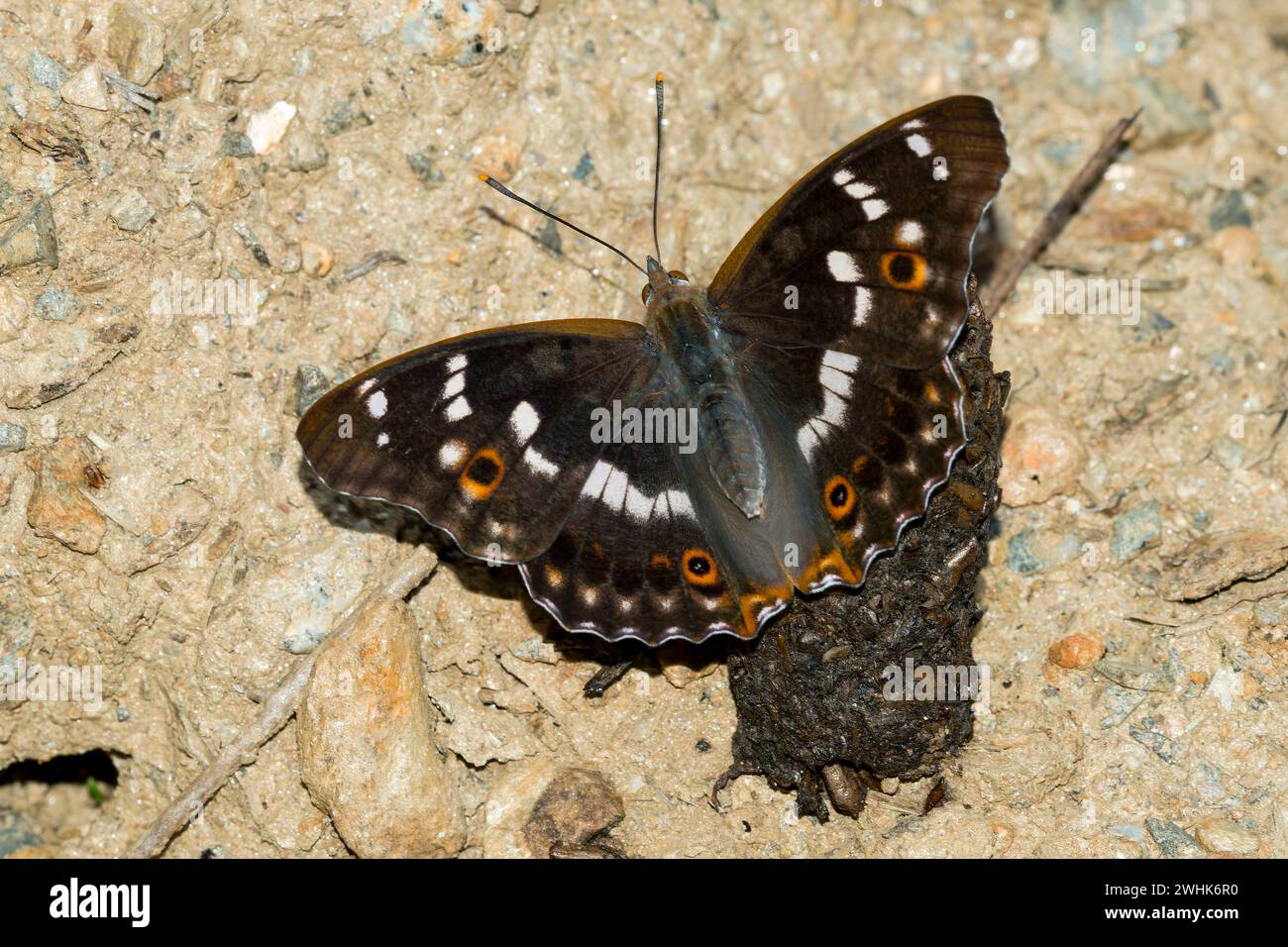 Lesser purple emperor Stock Photo - Alamy