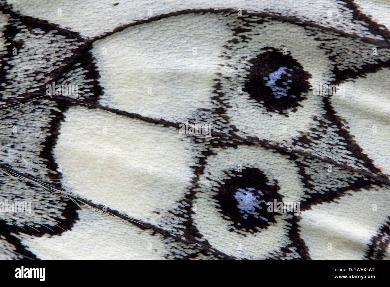 Checkerboard, butterfly, wing cut-out, checkerboard butterfly Stock ...