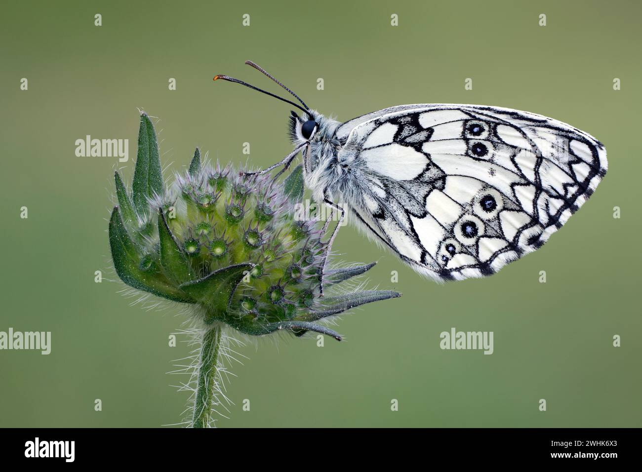 Checkerboard, butterfly, insect, moth, Marbled white Stock Photo - Alamy