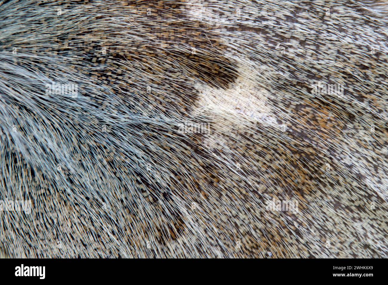 Wing section, small heath Stock Photo - Alamy