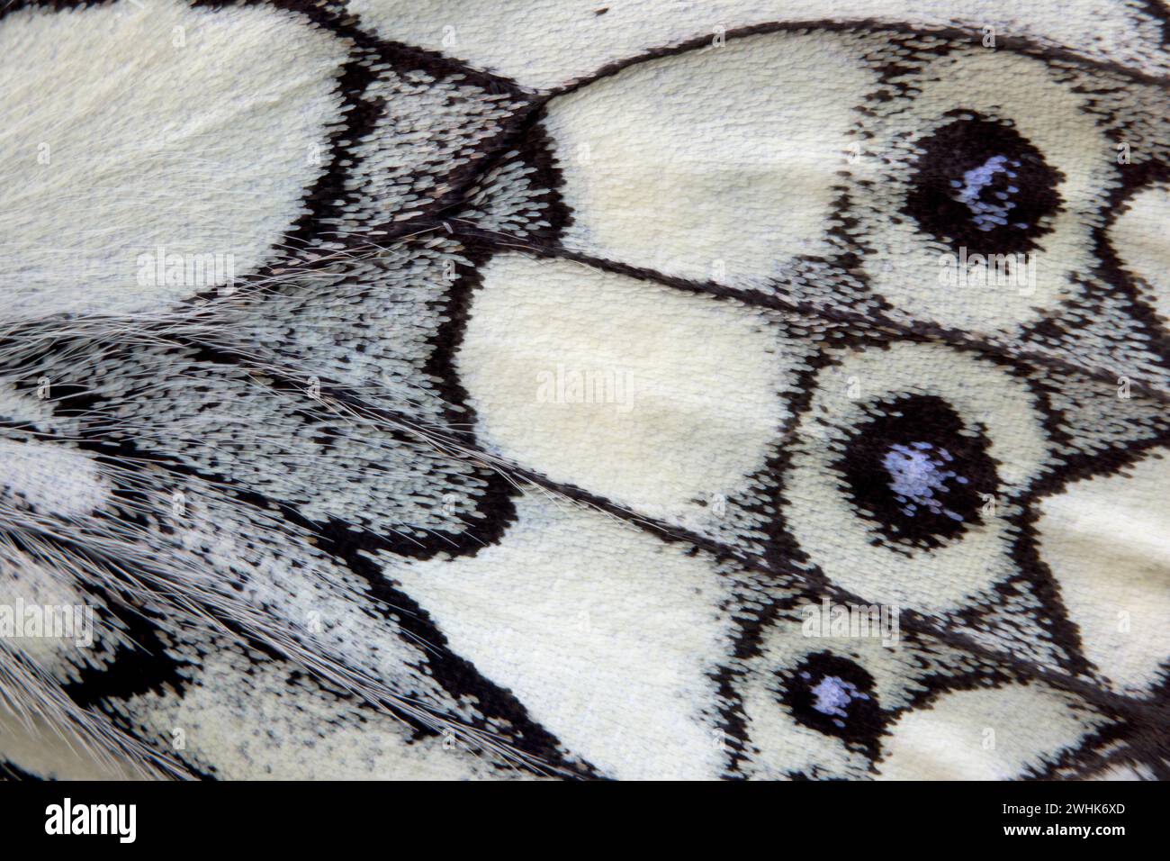 Wings, checkerboard, butterfly, wing cut-out, checkerboard butterfly ...