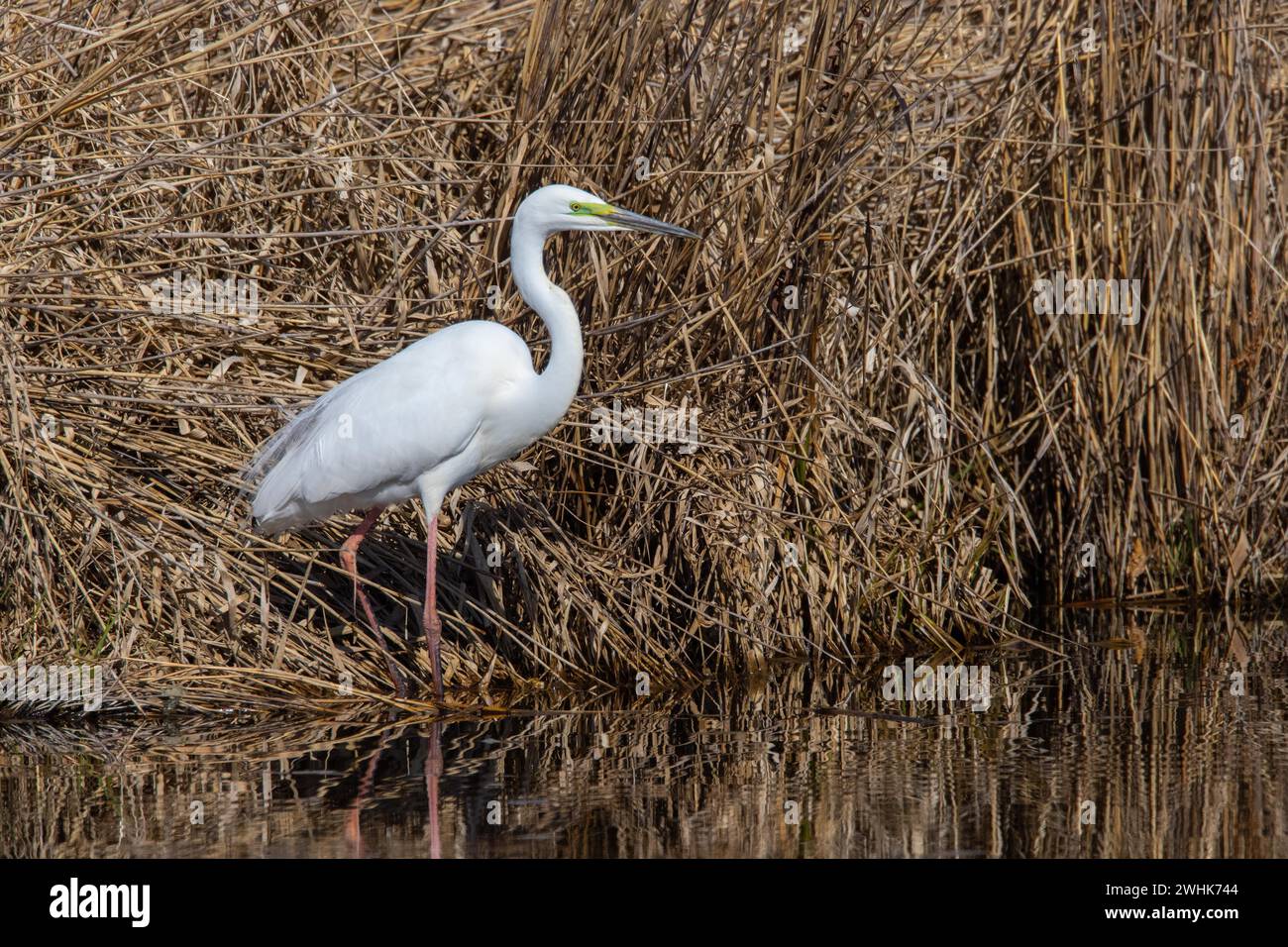 Great egret photography hi-res stock photography and images - Alamy