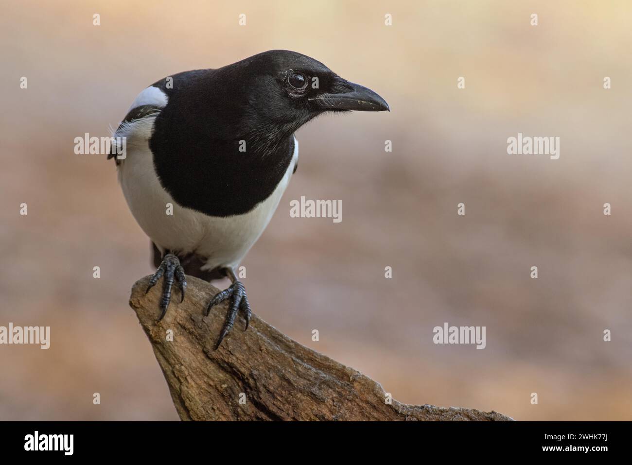 Magpie photography hi-res stock photography and images - Alamy