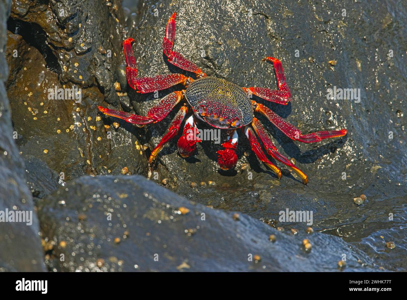 Teneza hi-res stock photography and images - Alamy