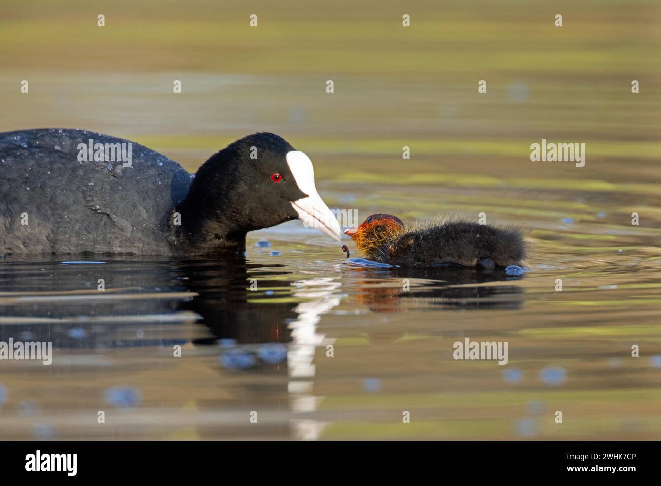 Coot, young bird, feeding Stock Photo - Alamy
