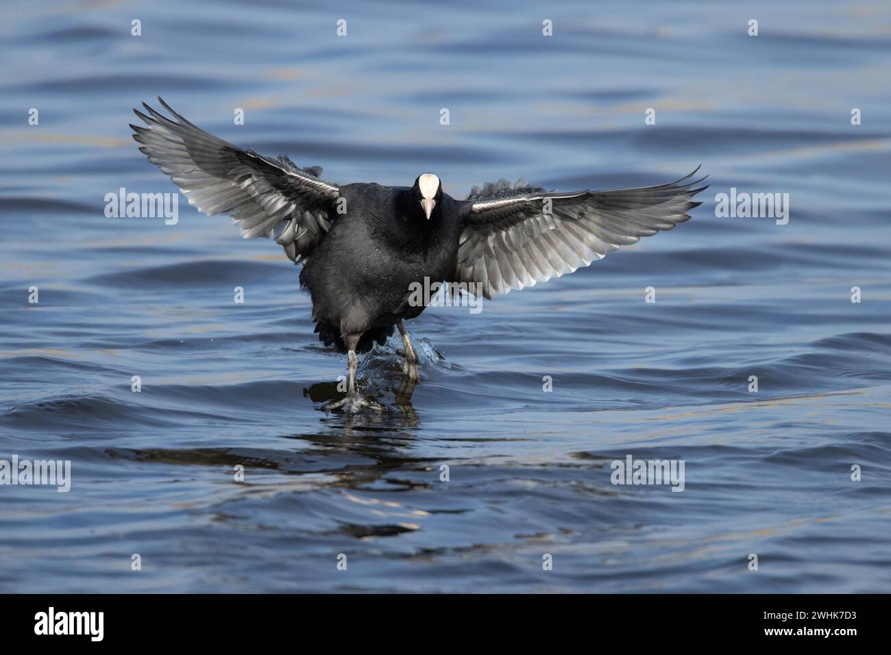 Coots rail hi-res stock photography and images - Alamy