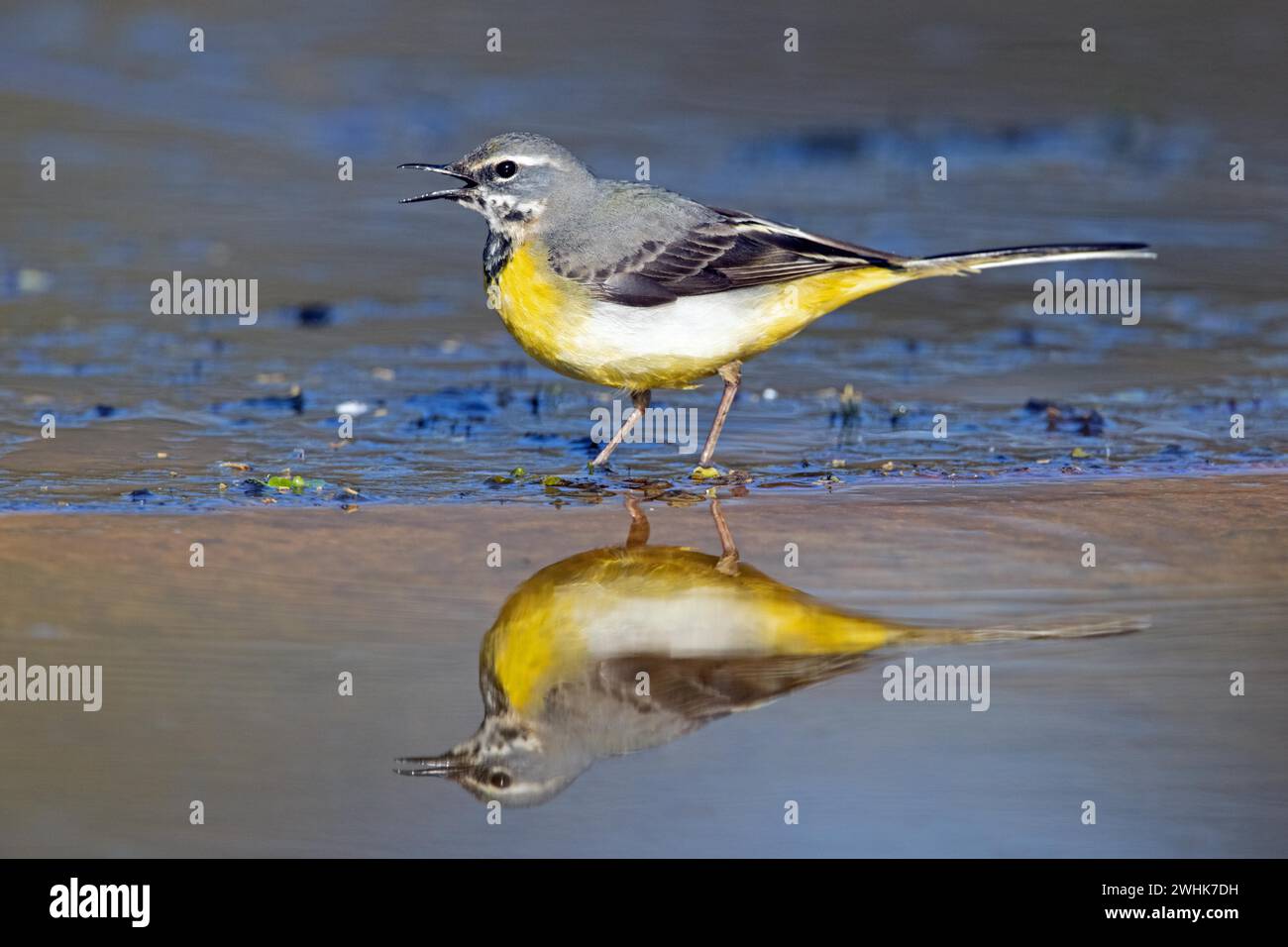 Bird photography grey wagtail hi-res stock photography and images - Alamy