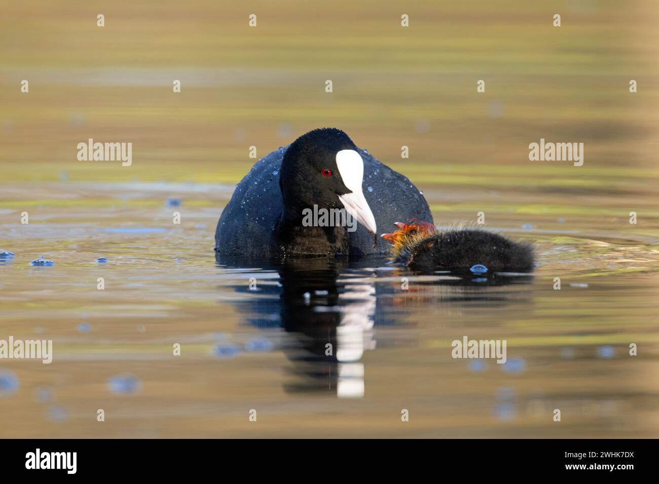 Coot, young bird, feeding Stock Photo - Alamy