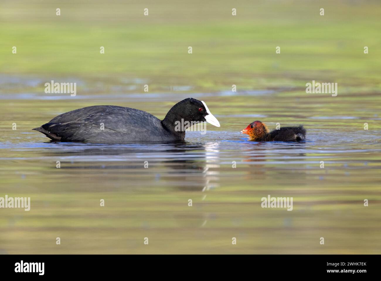 Coot, young bird, feeding Stock Photo - Alamy