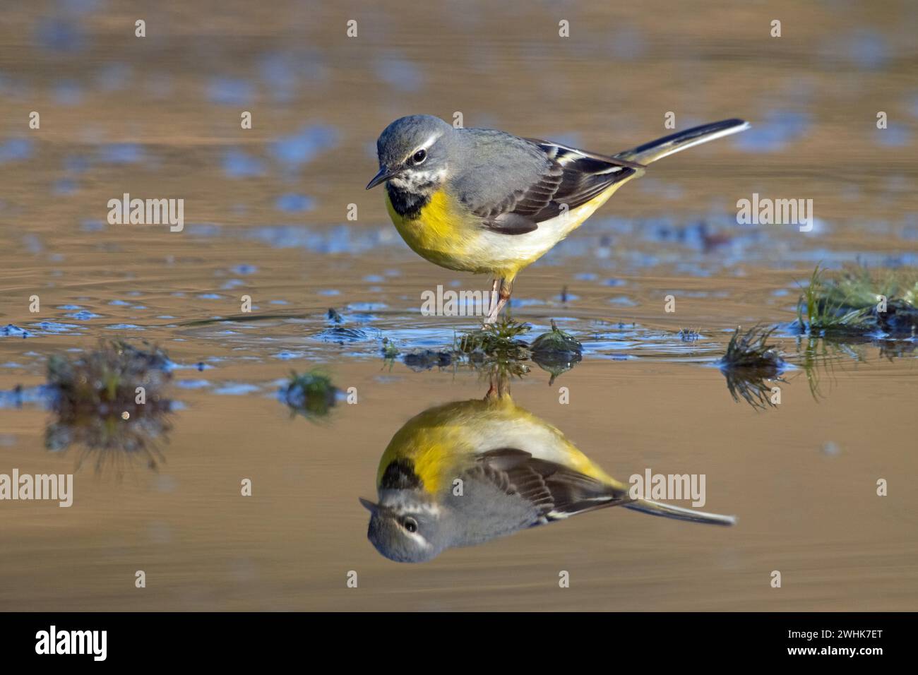 Grey wagtail photography hi-res stock photography and images - Alamy
