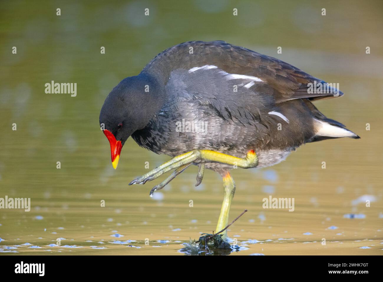 Wild moorhen hi-res stock photography and images - Alamy