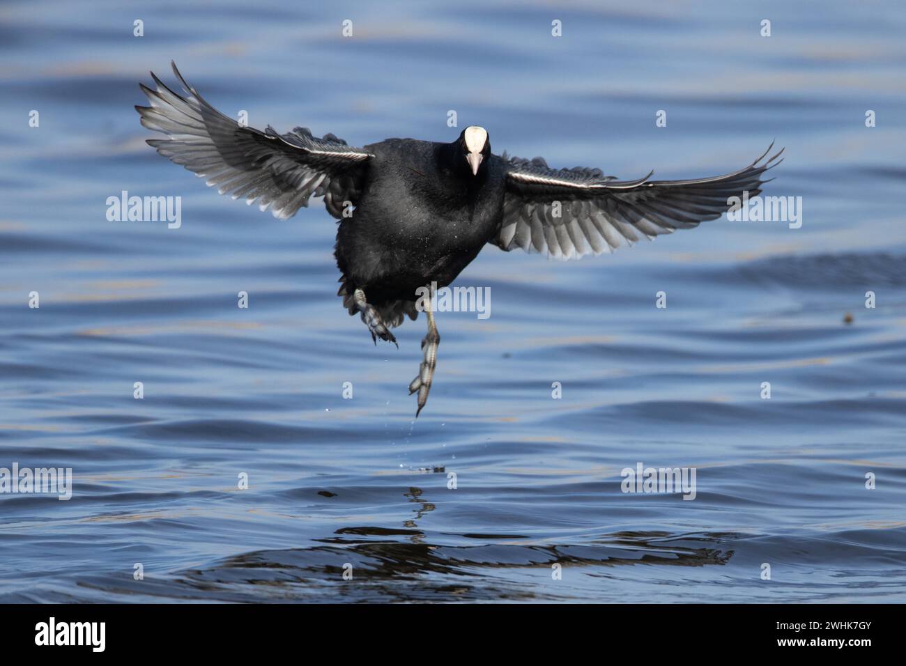Coots rail hi-res stock photography and images - Alamy