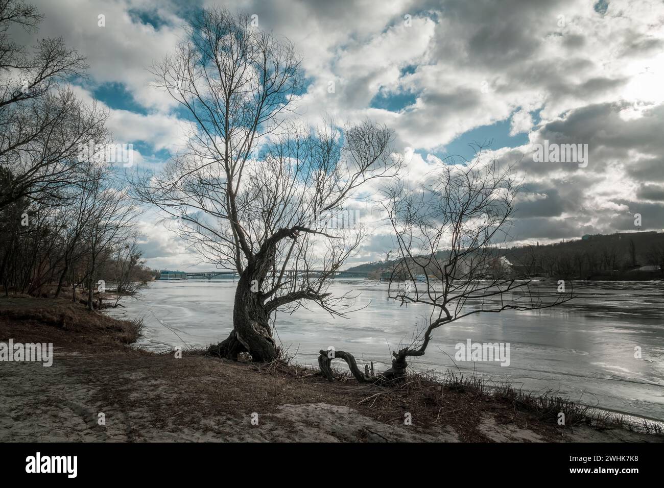 Funny trees on the frozen riverbank in early spring. Comic nature Stock ...