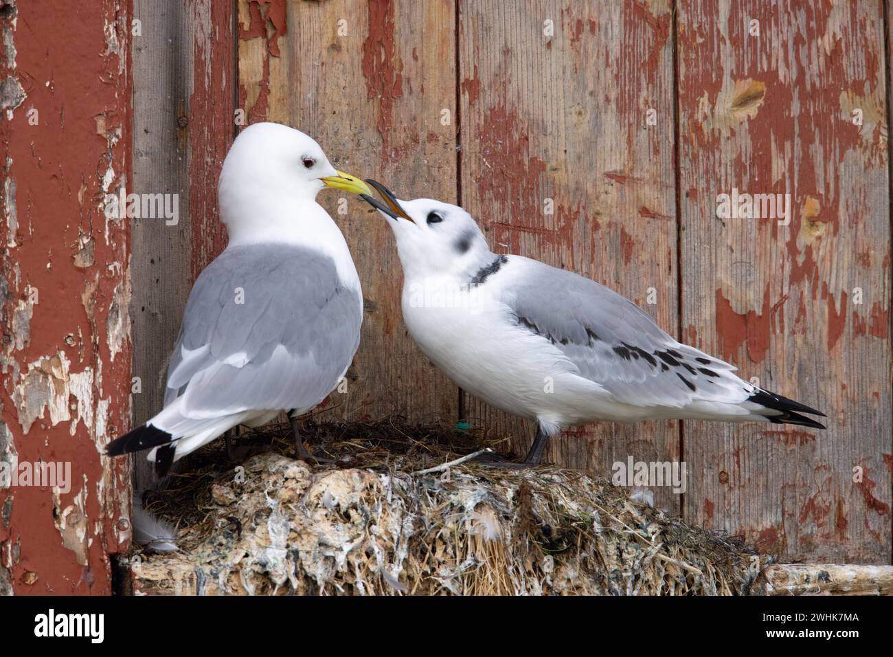 Kittiwake breeding hi-res stock photography and images - Alamy