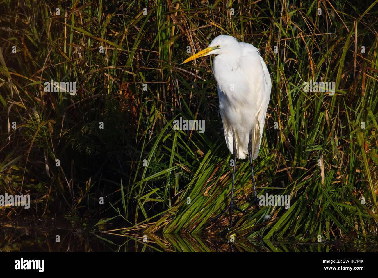 Great egret photography hi-res stock photography and images - Alamy