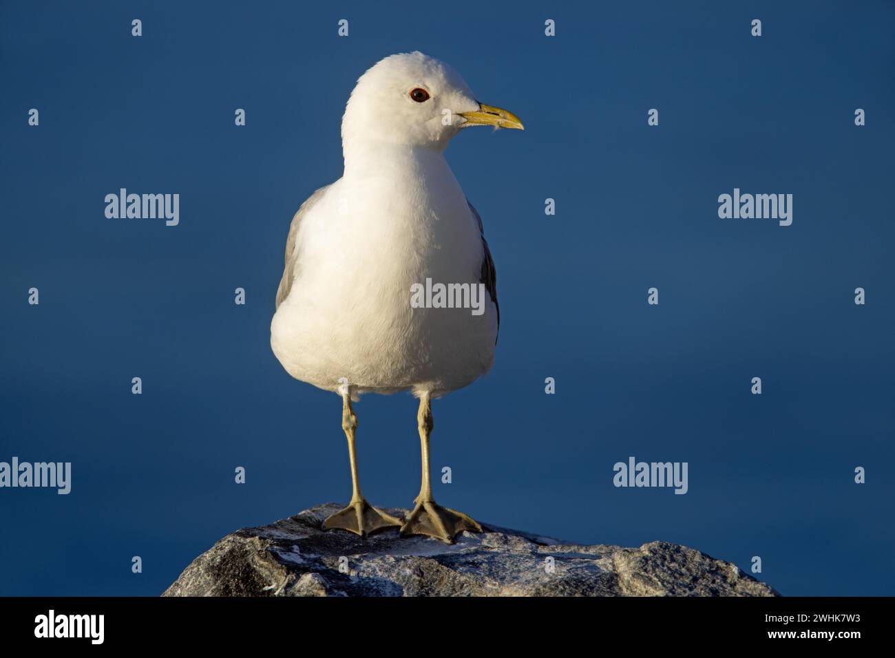 common European gull Stock Photo - Alamy