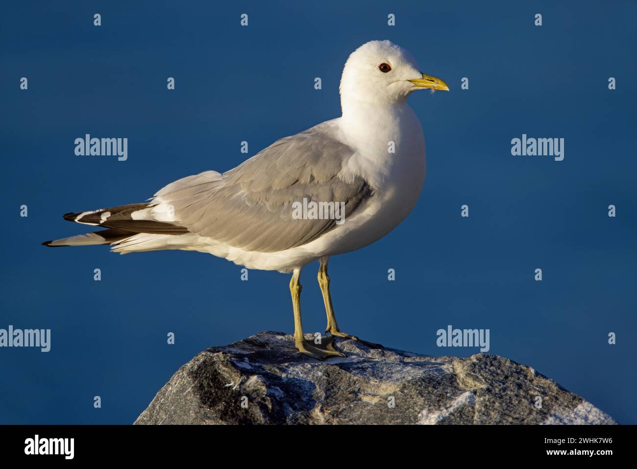 common European gull Stock Photo - Alamy
