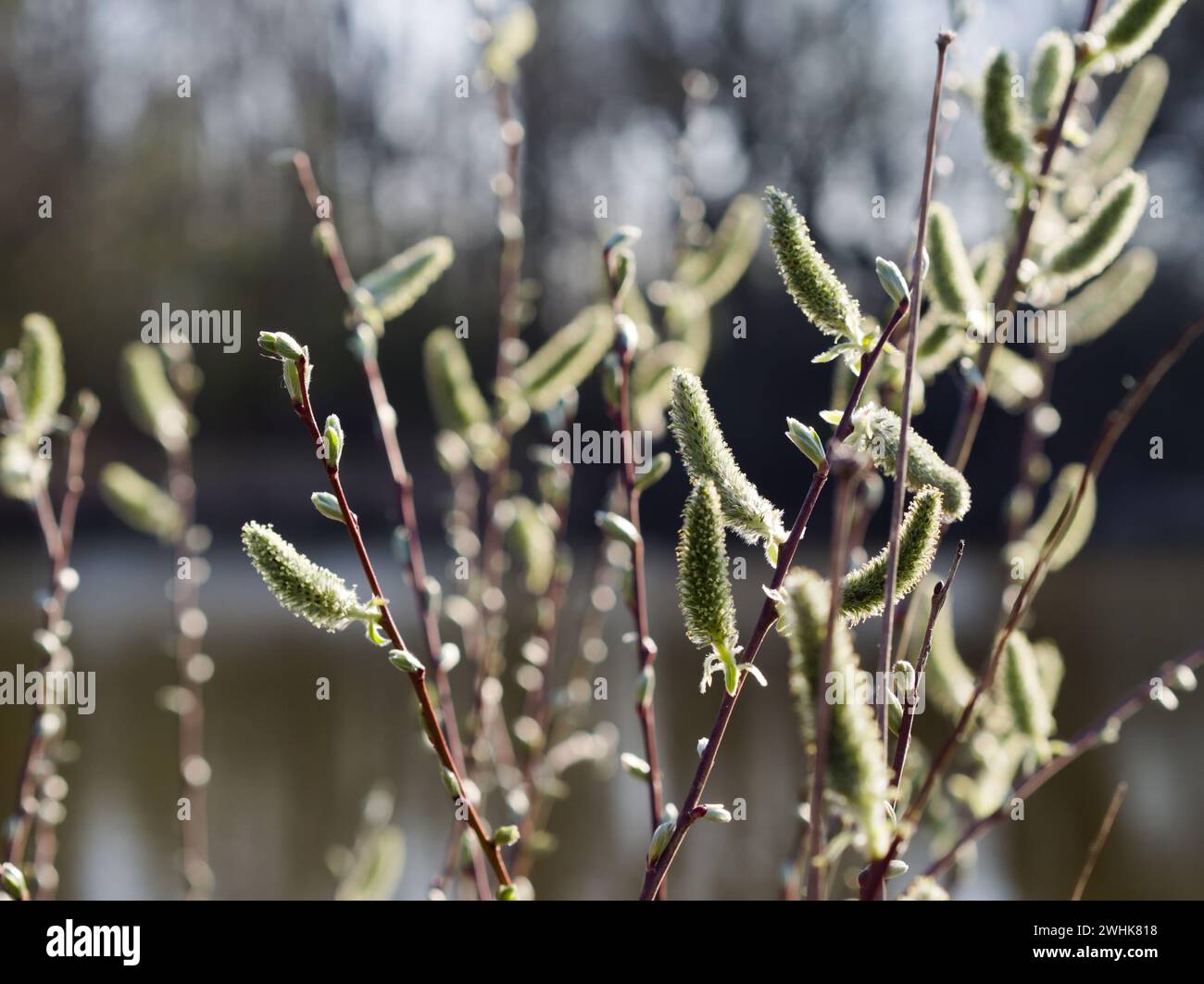 Willow twigs with buds in early spring, shallow depth of field Stock ...