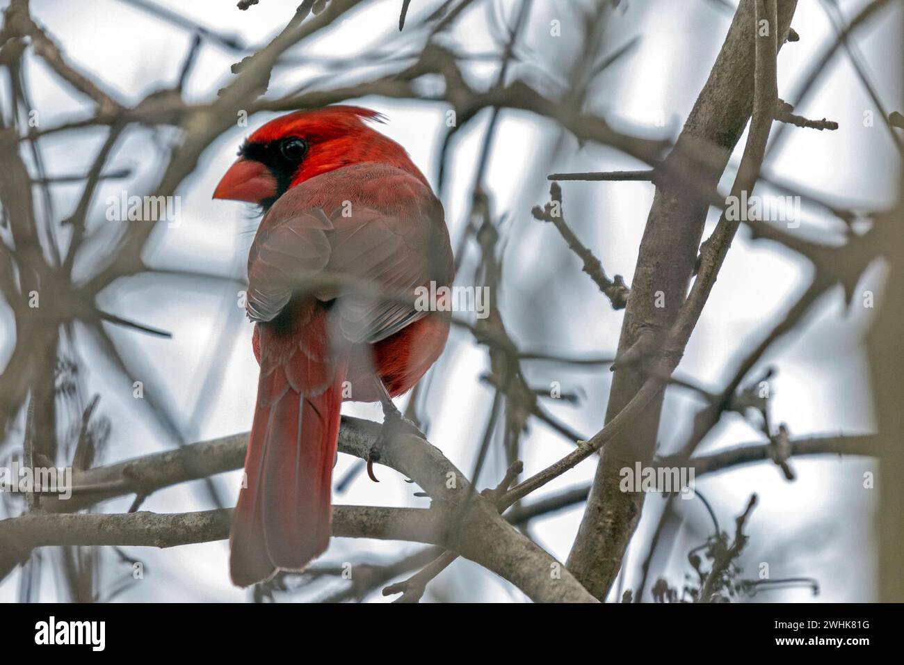 Cardinal closeup face hi-res stock photography and images - Alamy