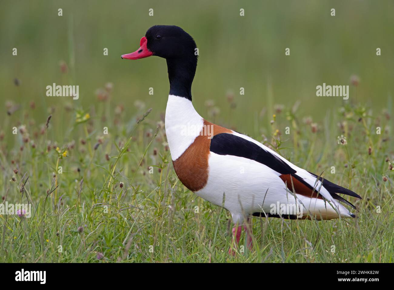 Fire geese hi-res stock photography and images - Alamy
