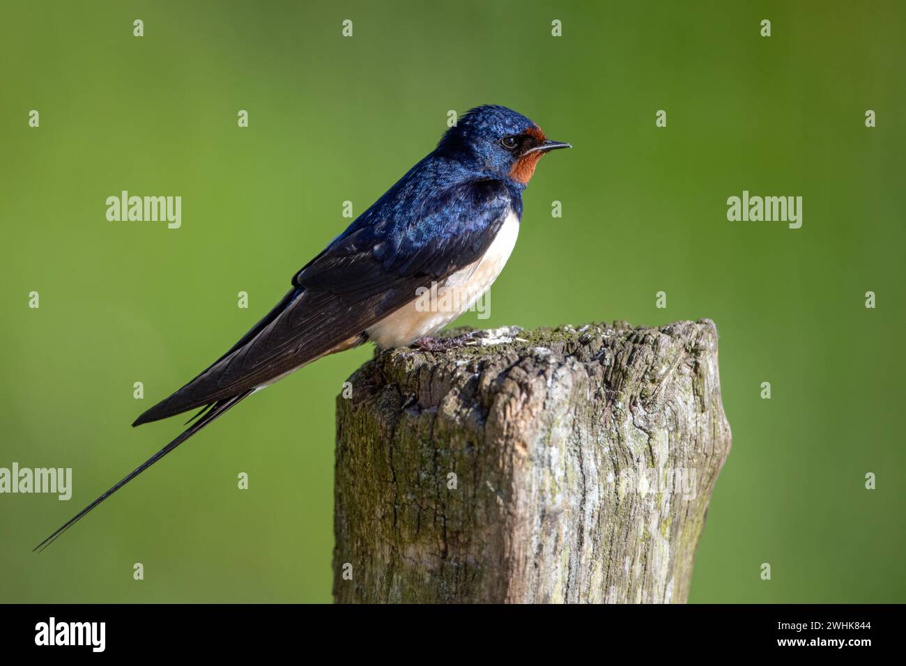 Swallow bird songbird hi-res stock photography and images - Alamy