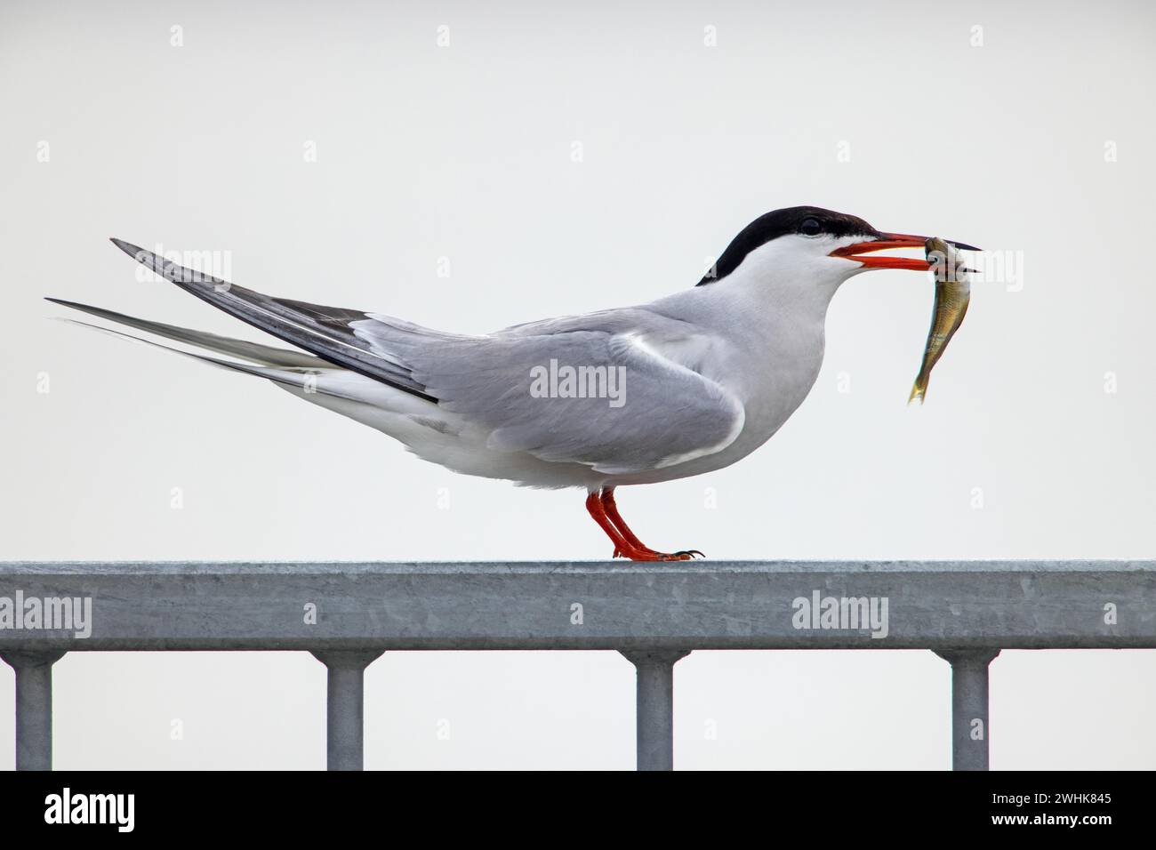Common Tern, fish in beak Stock Photo - Alamy