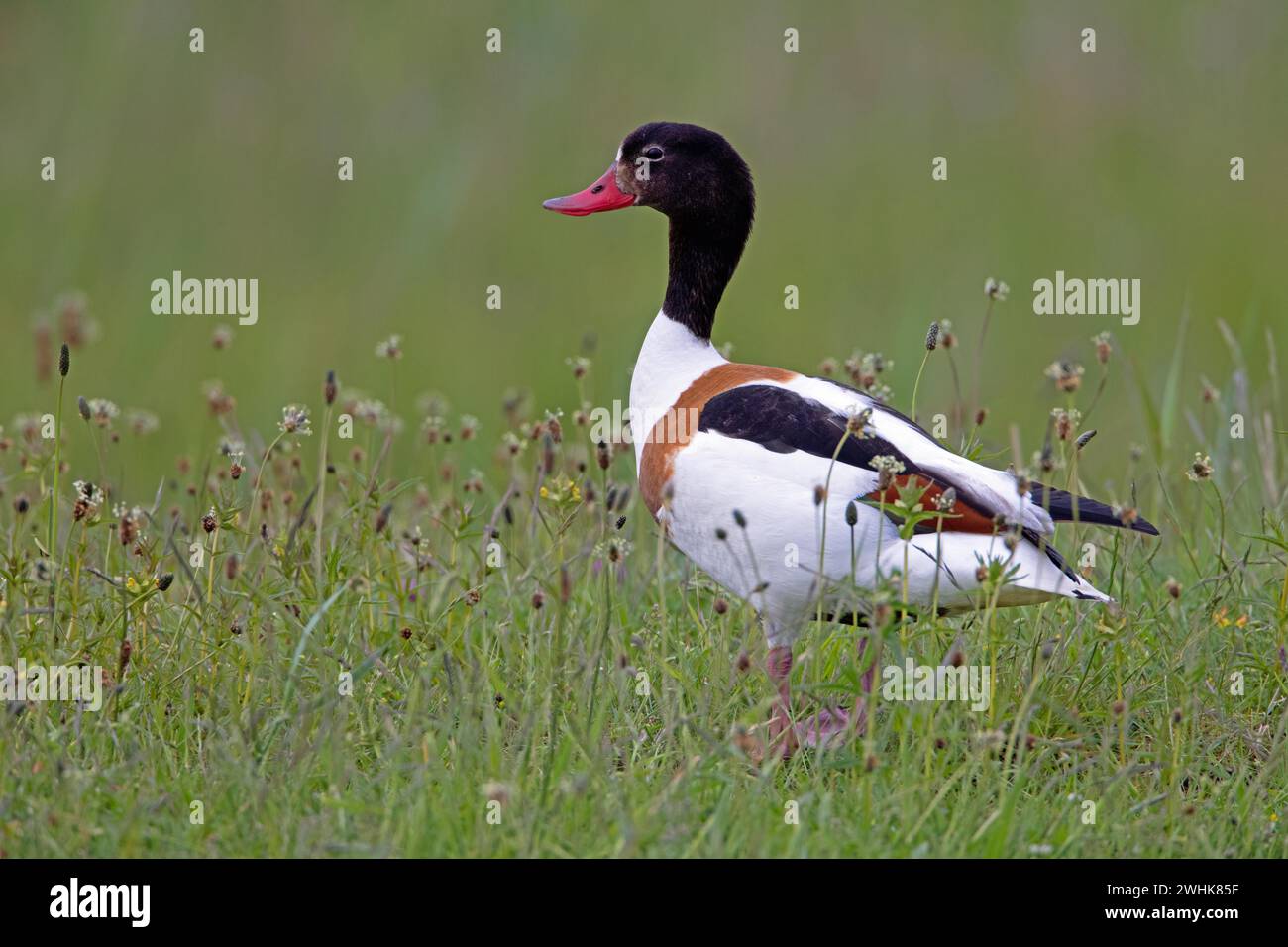 Fire geese hi-res stock photography and images - Alamy