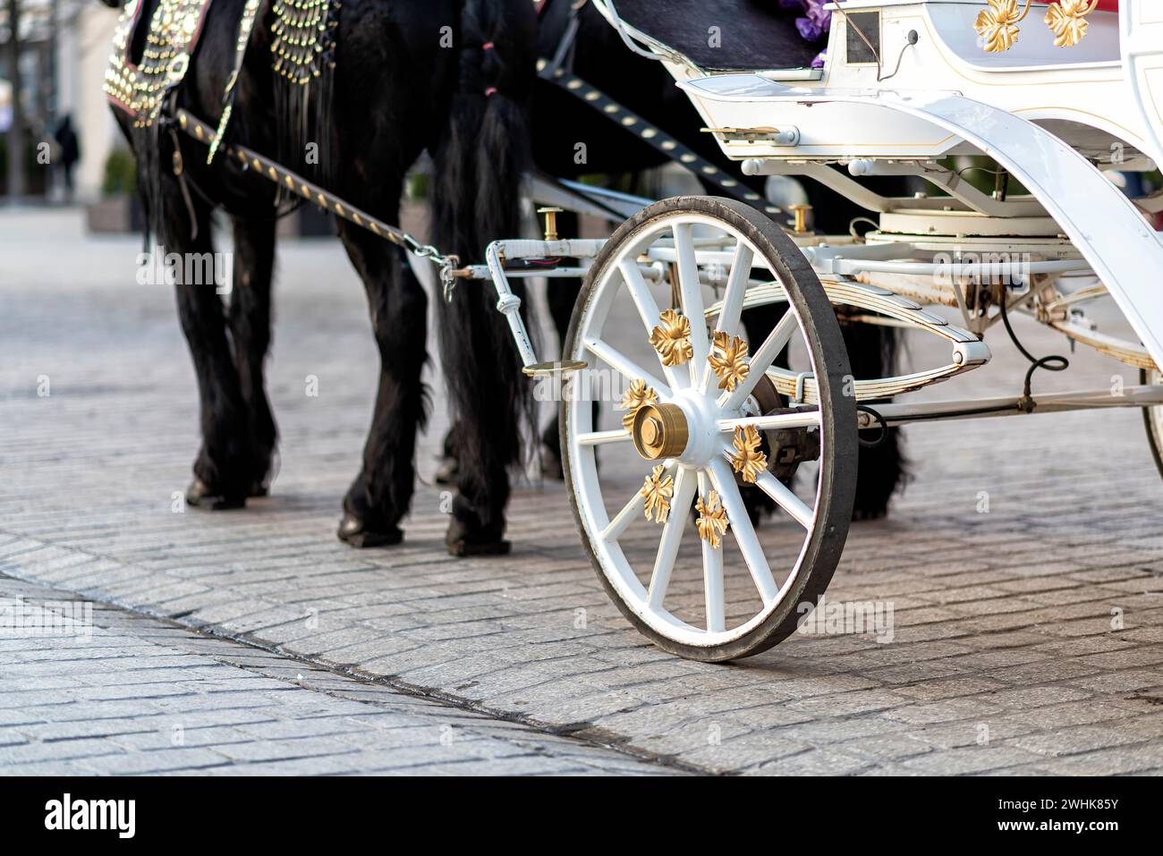 Square horses hi-res stock photography and images - Alamy