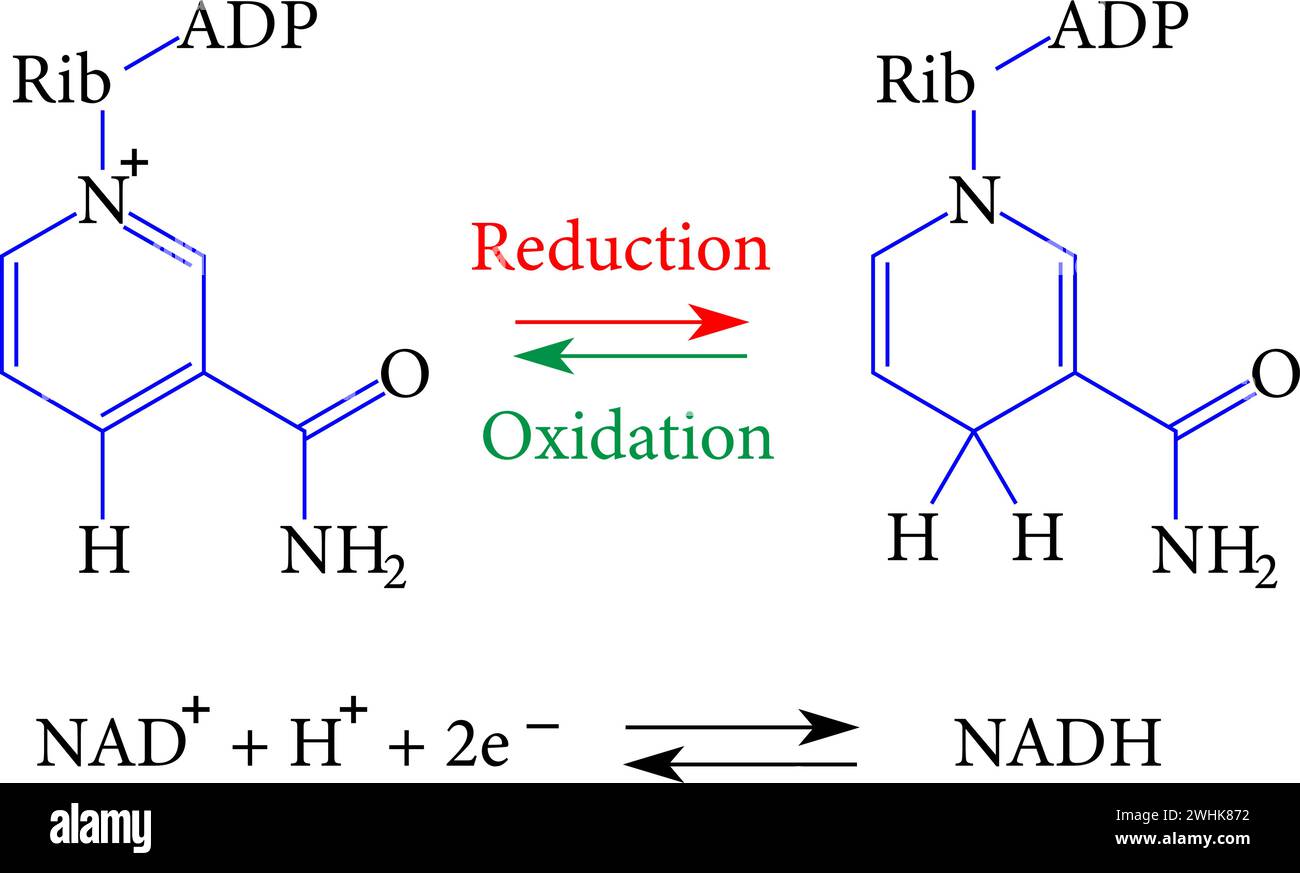 Structure of a typical chemical synapse.Vector illustration Stock Vector Image & Art - Alamy