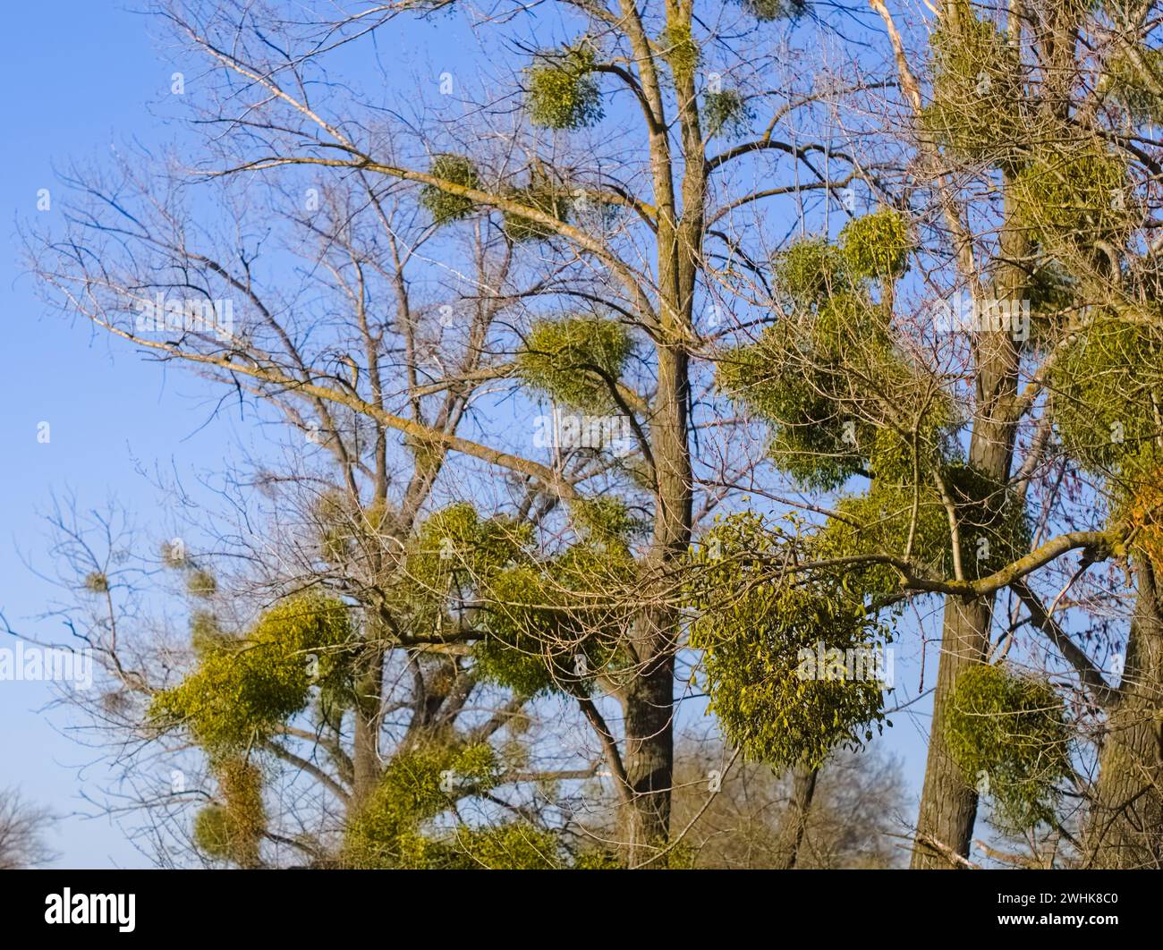 Mistletoe plant hi-res stock photography and images - Alamy