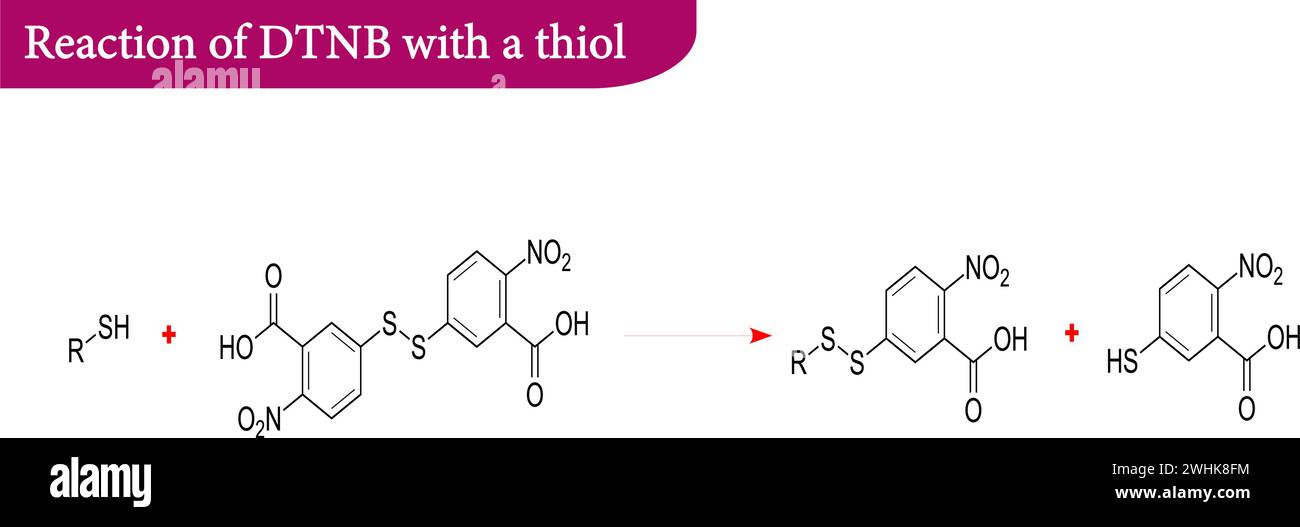 Chemical structure of DTNB , Ellman's reagent.Vector illustration Stock ...
