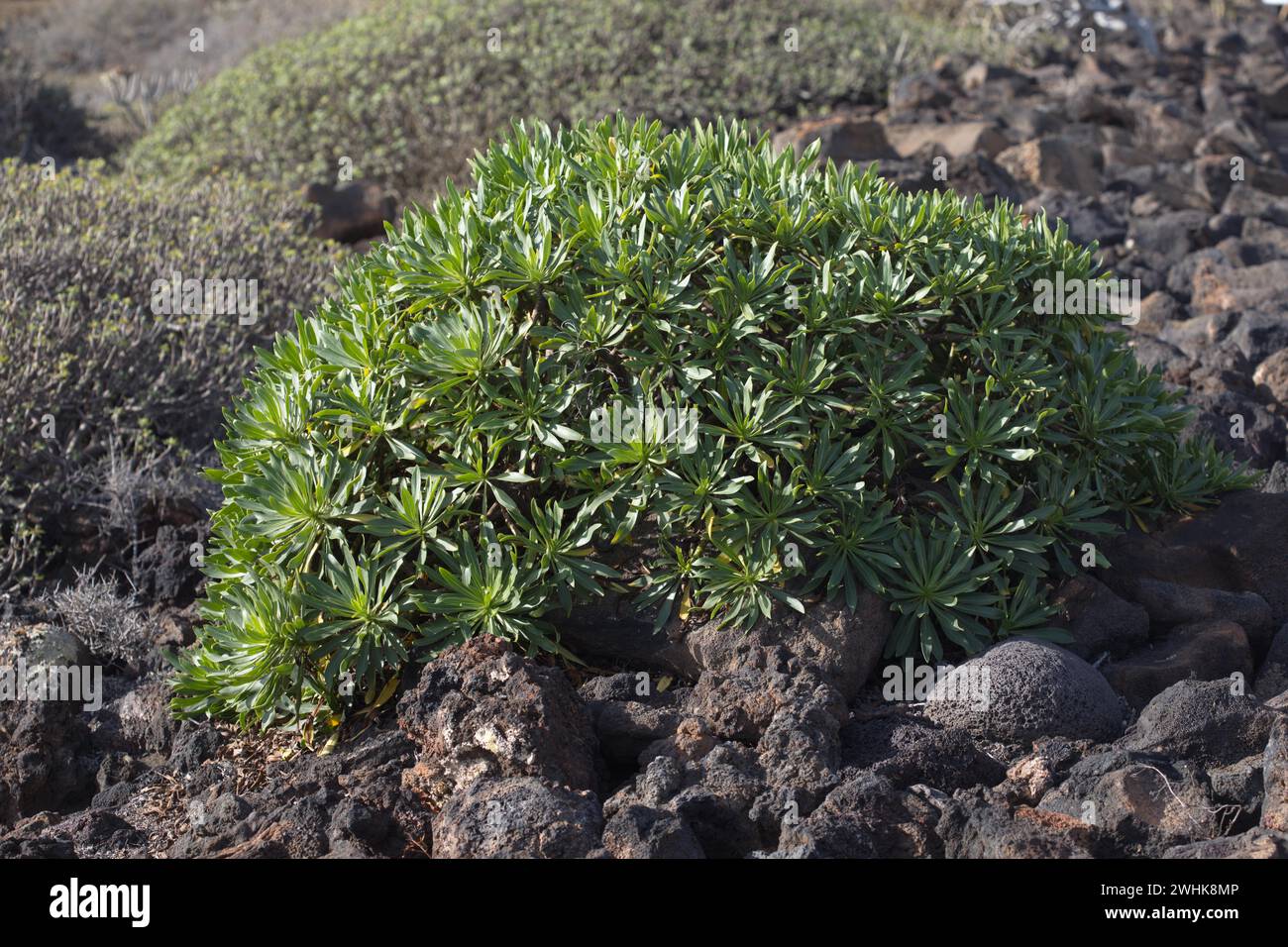 Balsam spurge euphorbia balsamifera hi-res stock photography and images ...