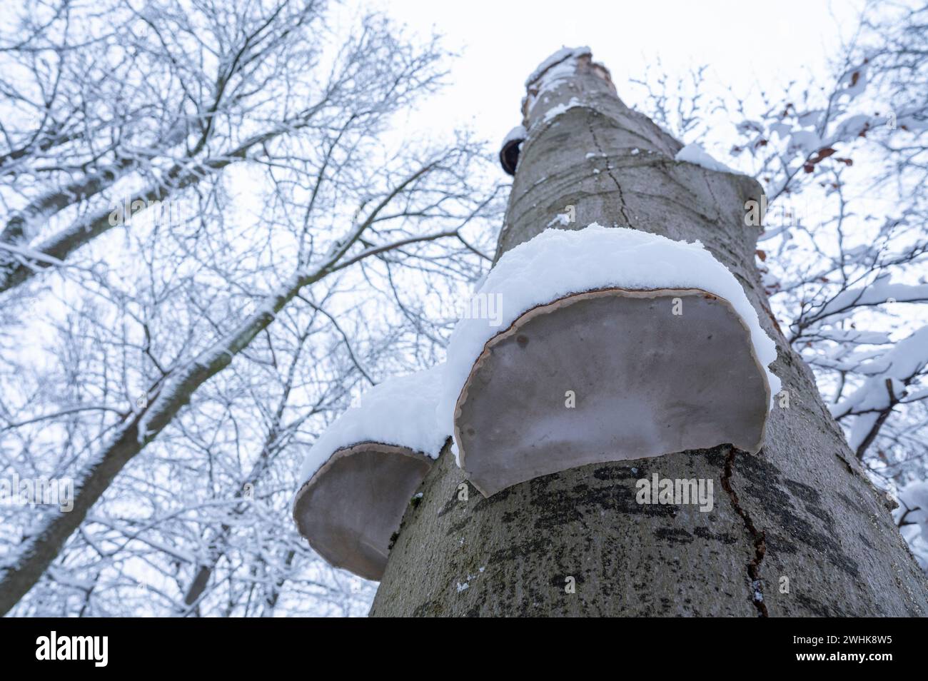 Dead bodies in the forest hi-res stock photography and images - Alamy