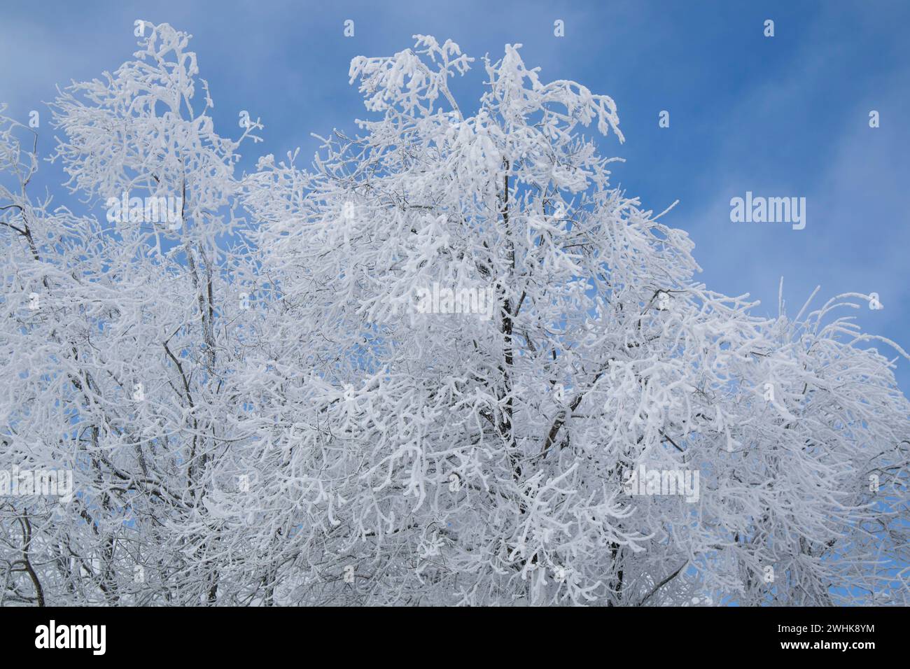 Morning after snowfall hi-res stock photography and images - Alamy