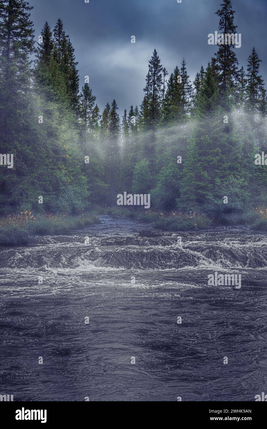 Nordic fir trees hi-res stock photography and images - Alamy