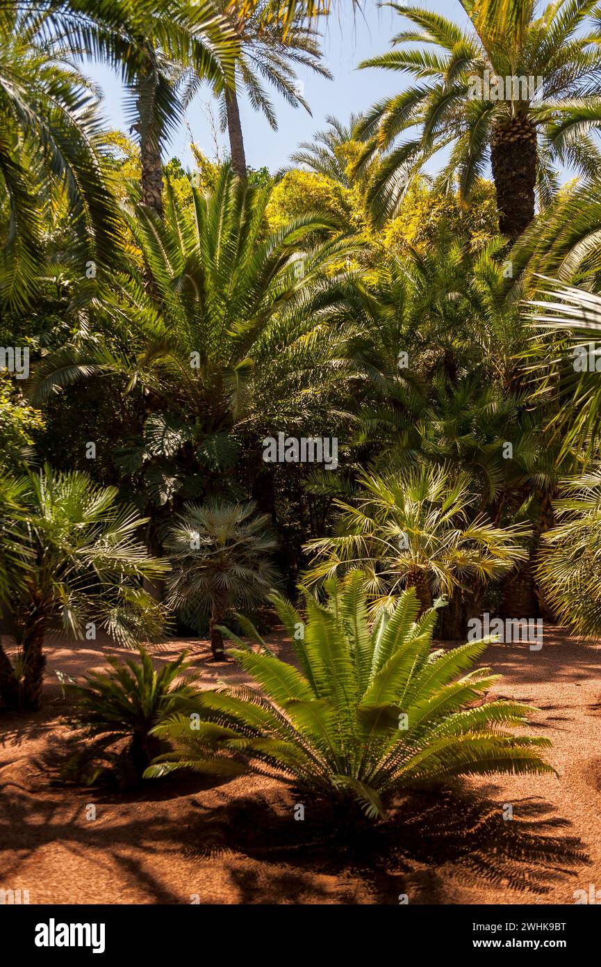 Palm trees in the Majorelle Garden, botany, palm, flora, plant, botany ...