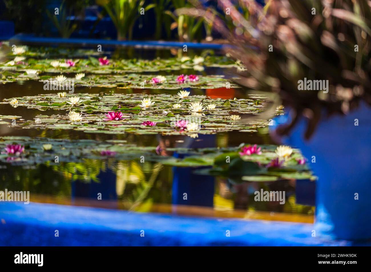 Garden pond in the Majorelle Garden, botany, water lily, water, pond ...