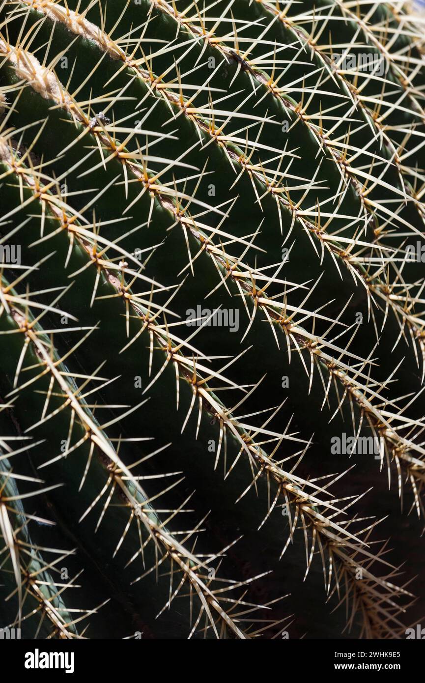 Detail, surface of cactus, spine, spiky, surface, texture, background ...