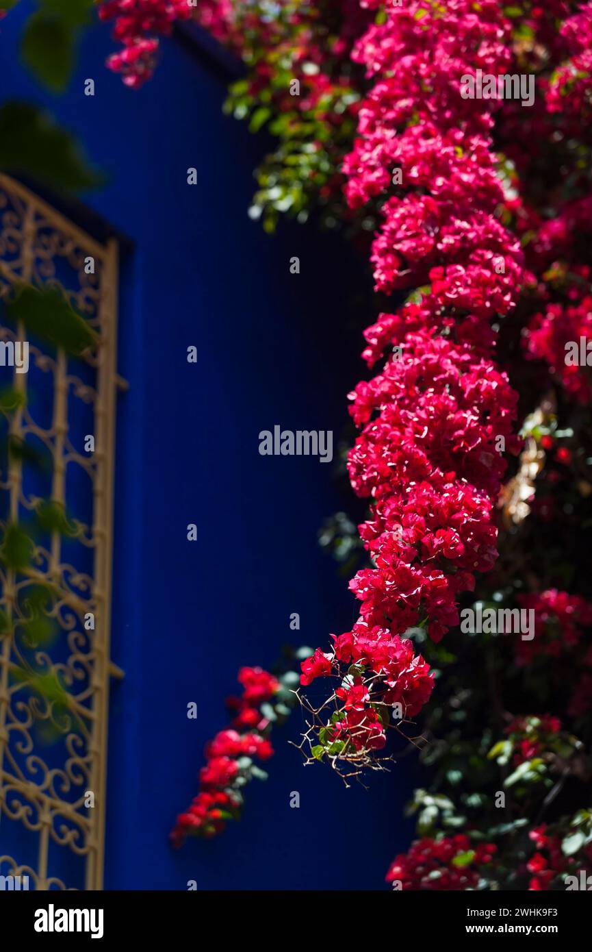 Majorelle Garden, botany, bougainvillea, flora, plant, botany, flower ...